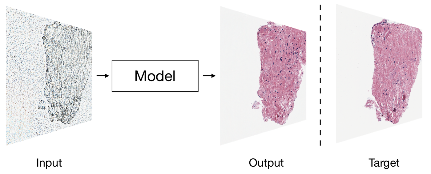 AI Methods for Rapid Automated Staining and Destaining of Tissue ...